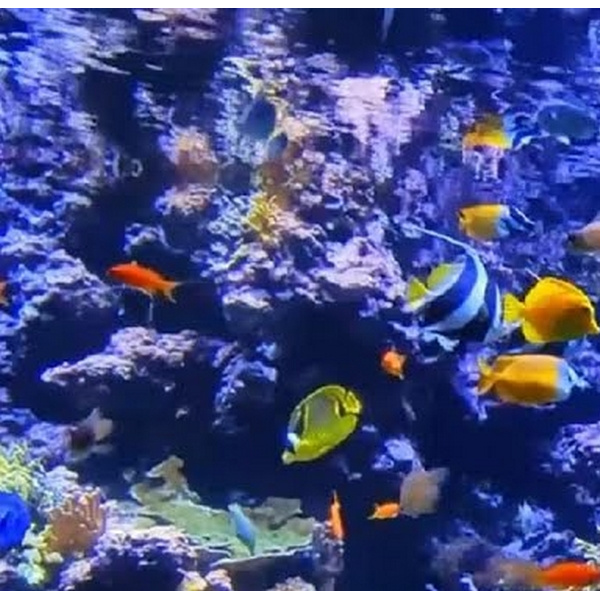 Sortie pédagogique à Océanopolis pour les 5 classes de Quatrième ...